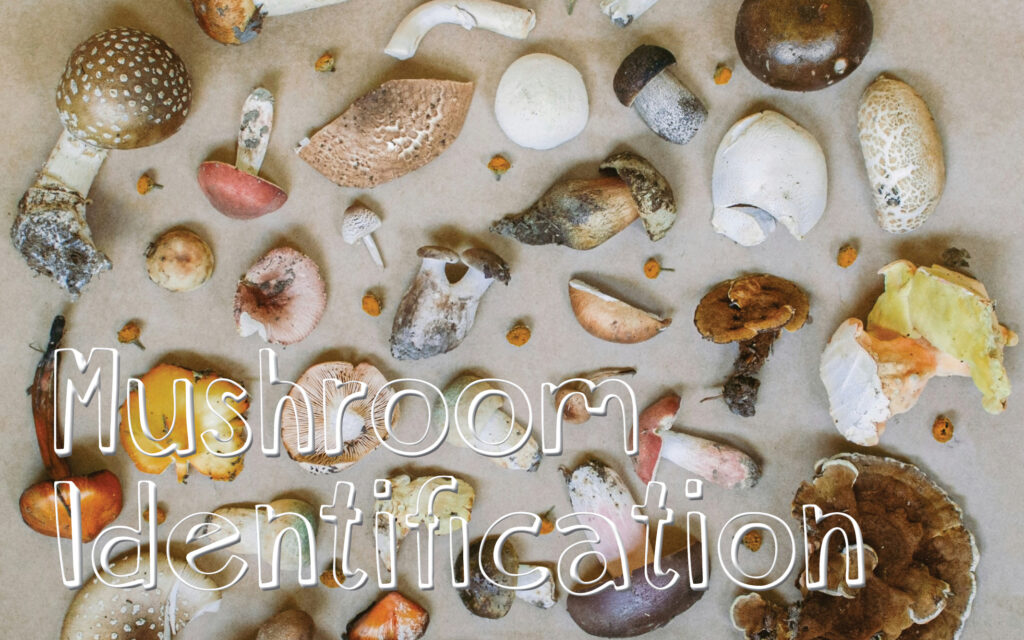 Mushroom Identification workshops in Curry County - Southwestern Oregon ...